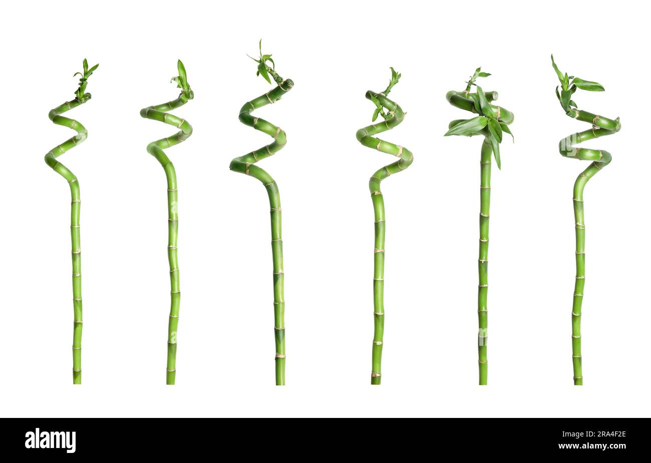 Collage of green bamboo stems with leaves on white background Stock ...