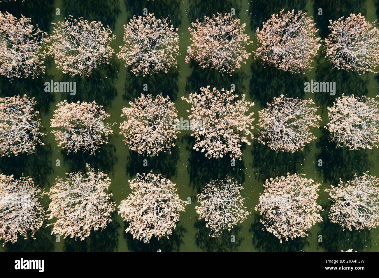 Flooded plain california hi-res stock photography and images - Alamy