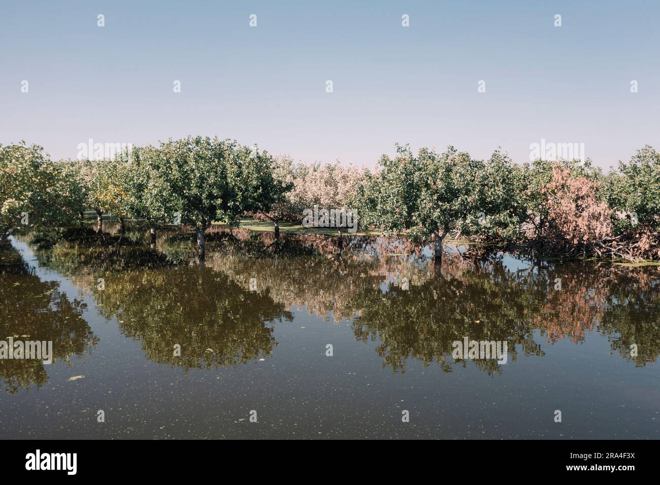 Flooded pistachio trees at a farm near Corcoran, California. Tulare ...