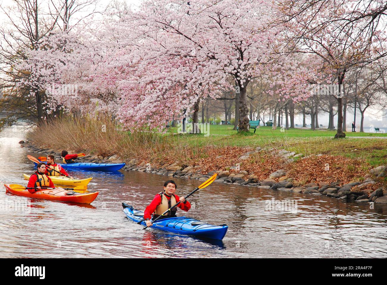 A kayak tour group glides through the waters of Boston's Esplanade ...