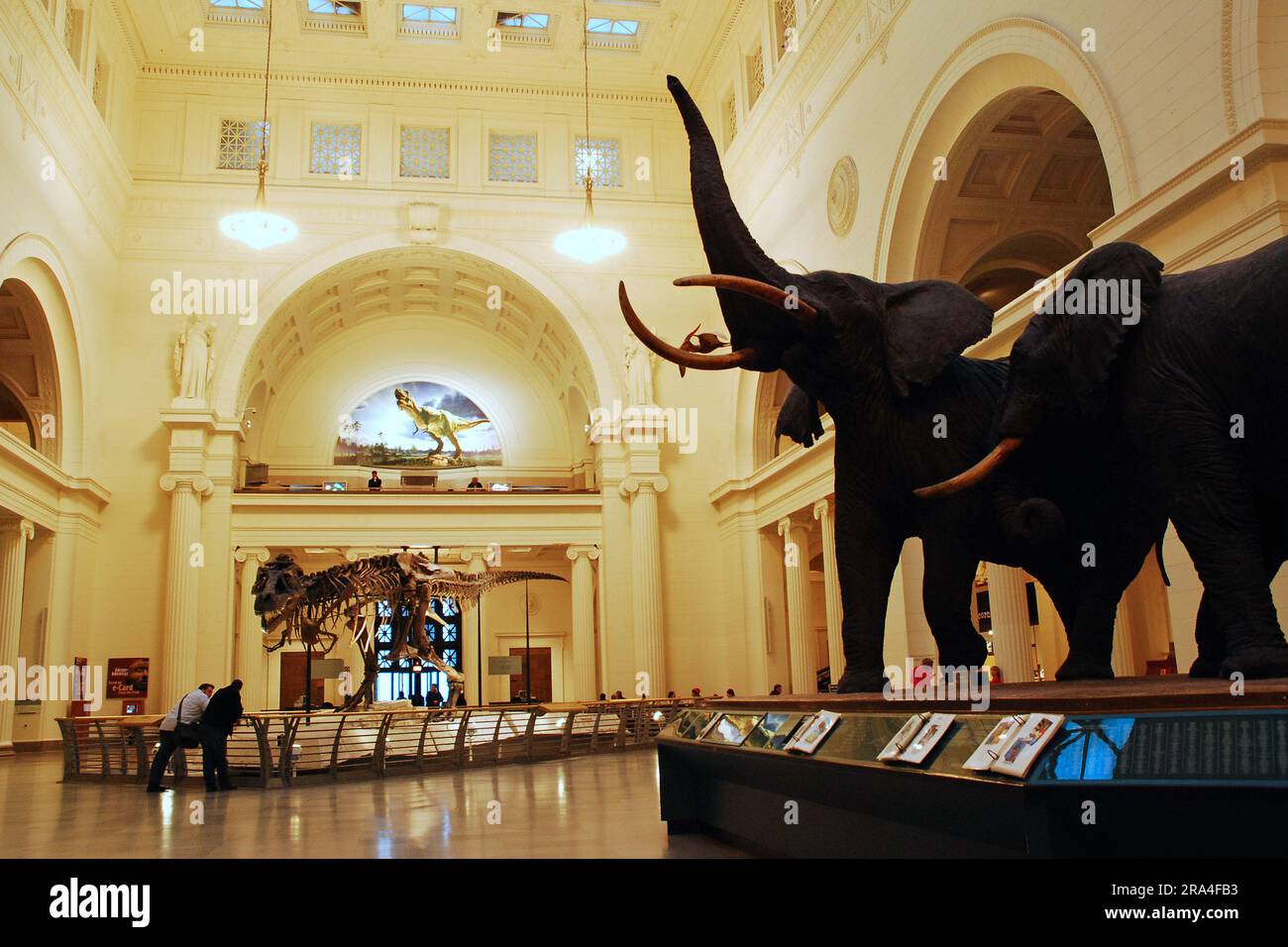 The Main Room of the Field Museum of Natural History in Chicago ...