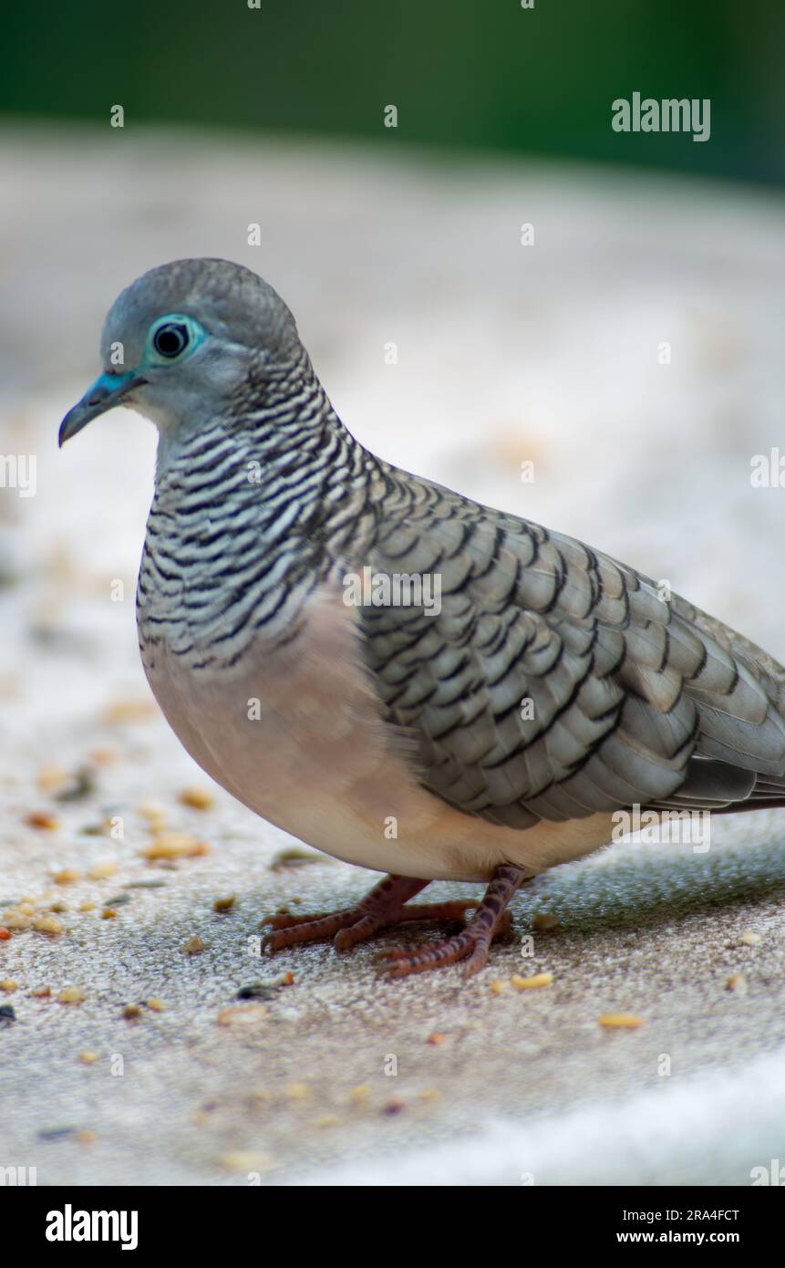 Peaceful Dove, Geopelia placida, Malanda, Australia Stock Photo - Alamy