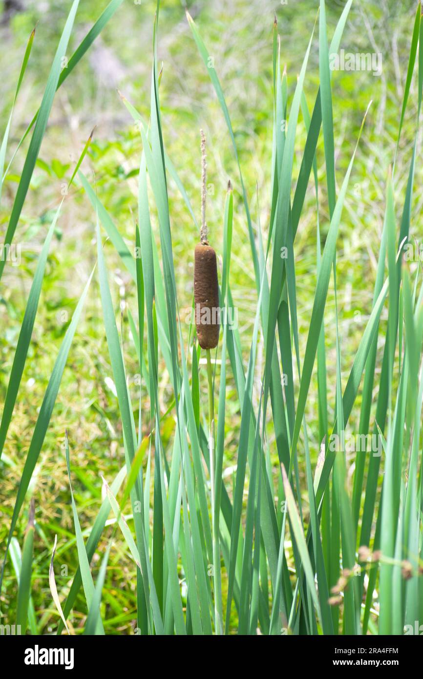 Southern cattail plant Louisiana swamp Stock Photo - Alamy