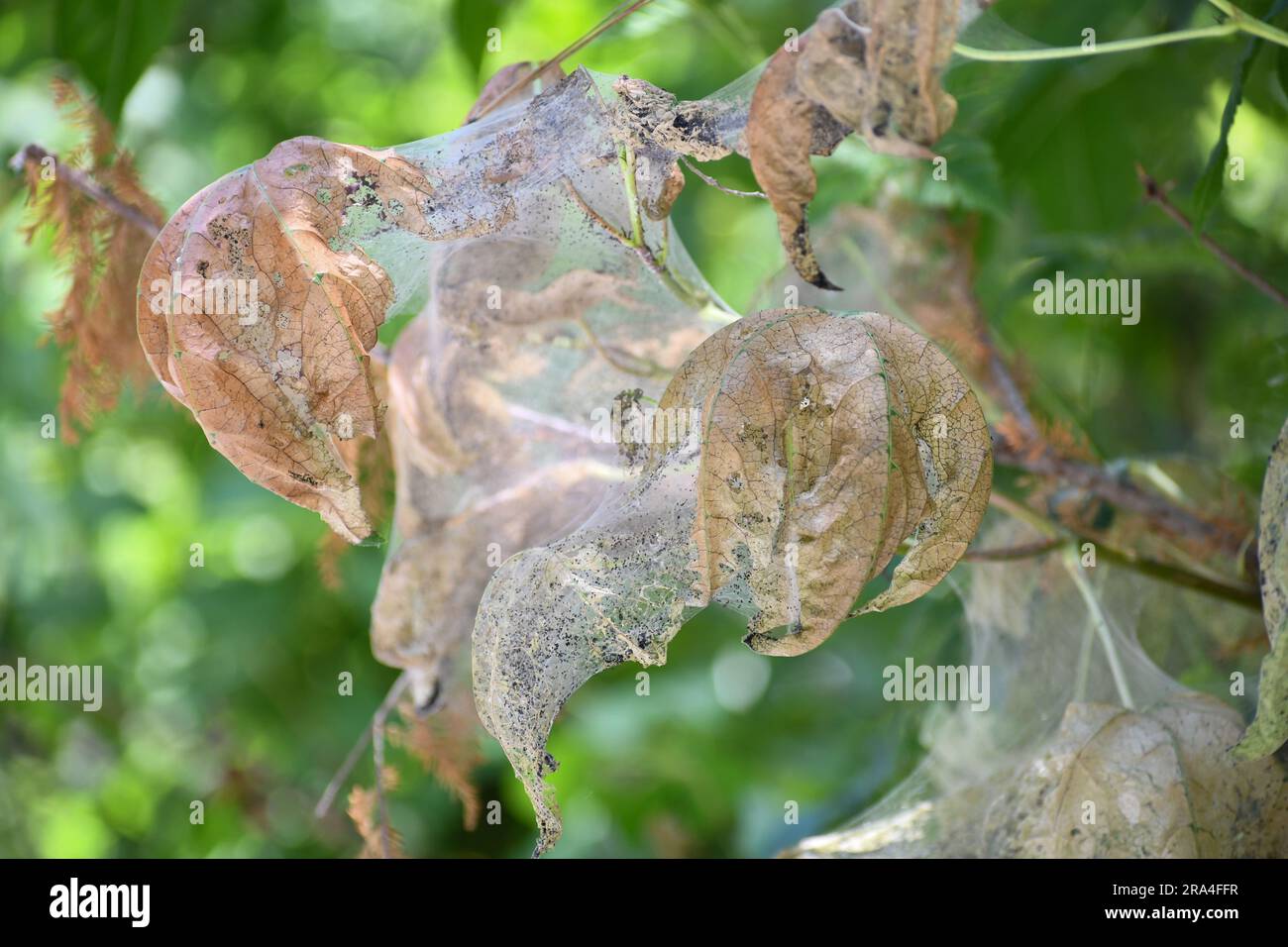 Leaves wrapped in spider webs Stock Photo - Alamy