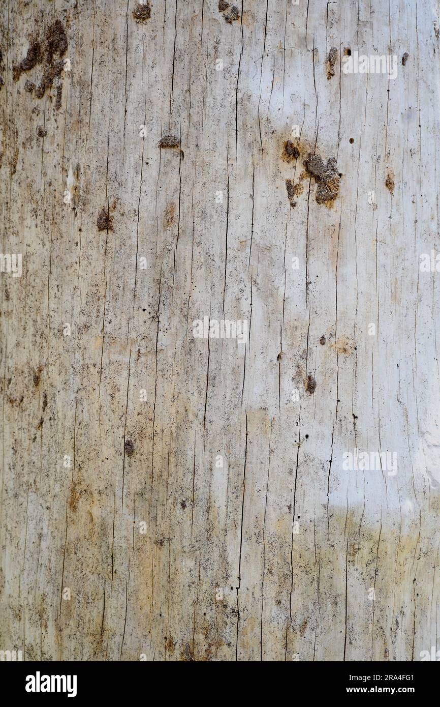 Tree without bark natural background texture Stock Photo - Alamy