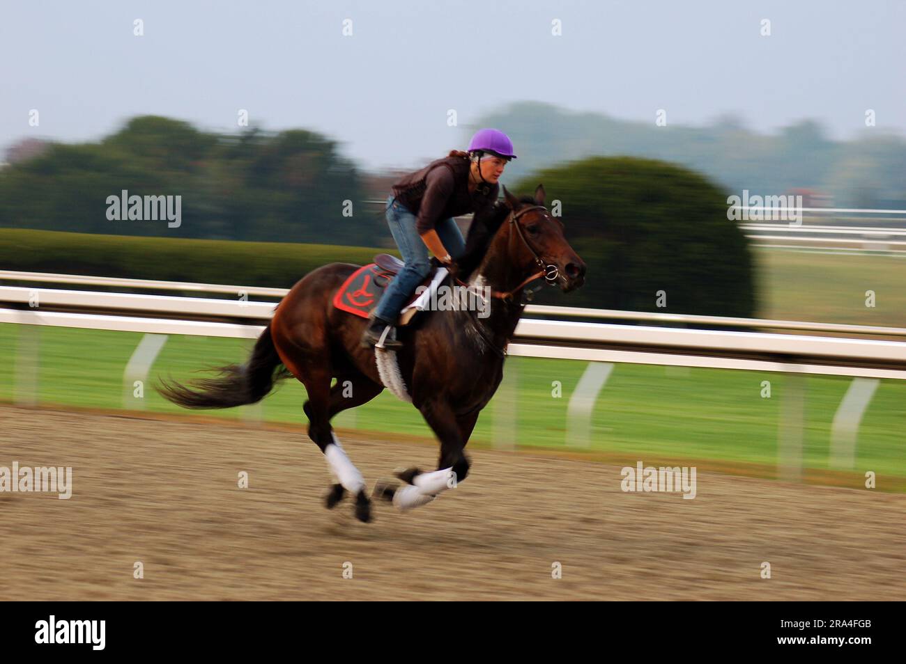 A jockey tales a thoroughbred race horse out for the morning Pre Race ...