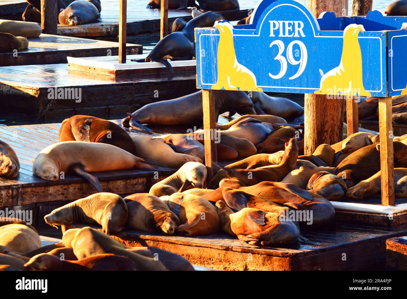 Pier 39 san francisco seals hi-res stock photography and images - Alamy