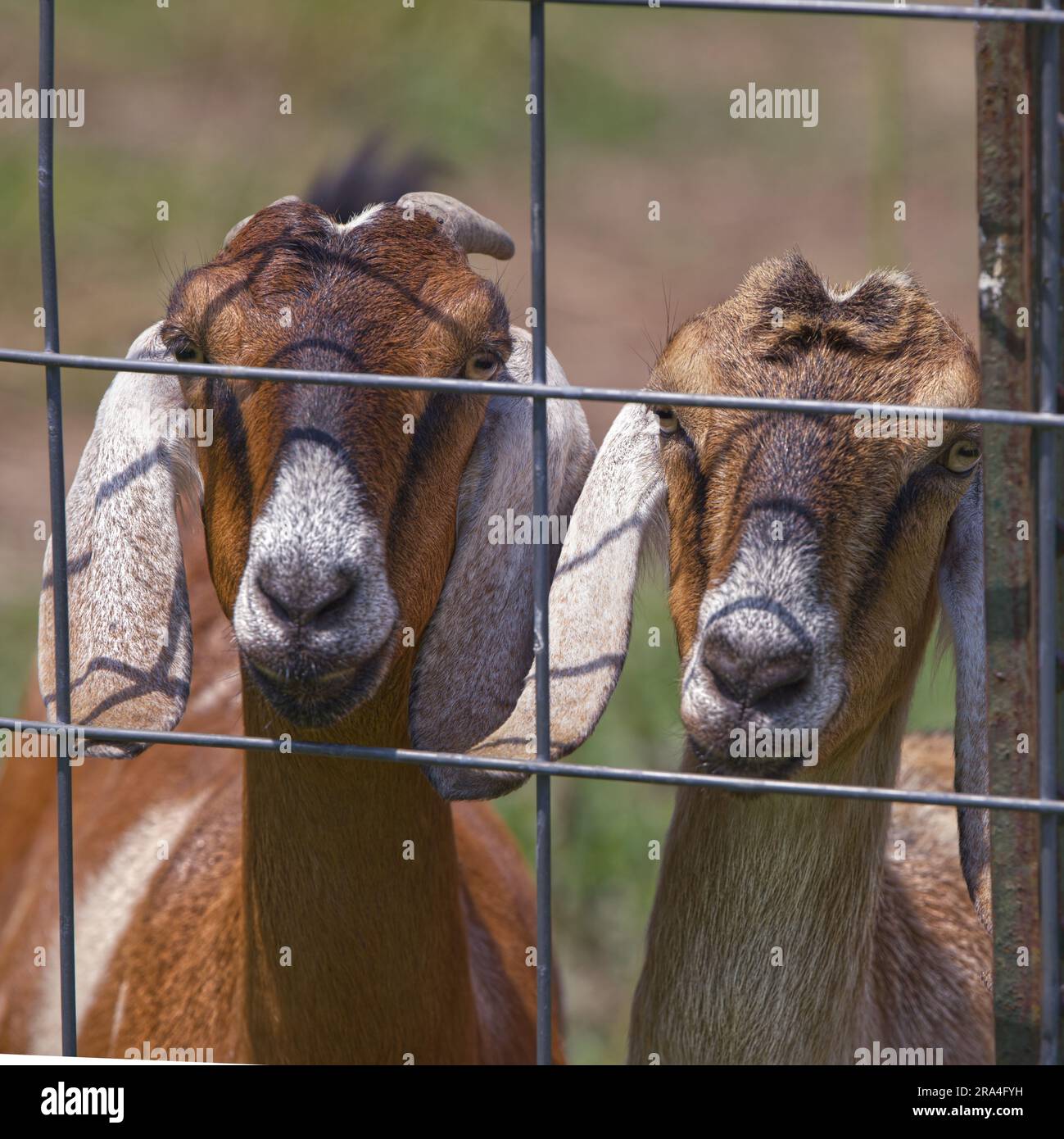 Two Long Eared Nubian Goats Looking at the Camera Stock Photo - Alamy