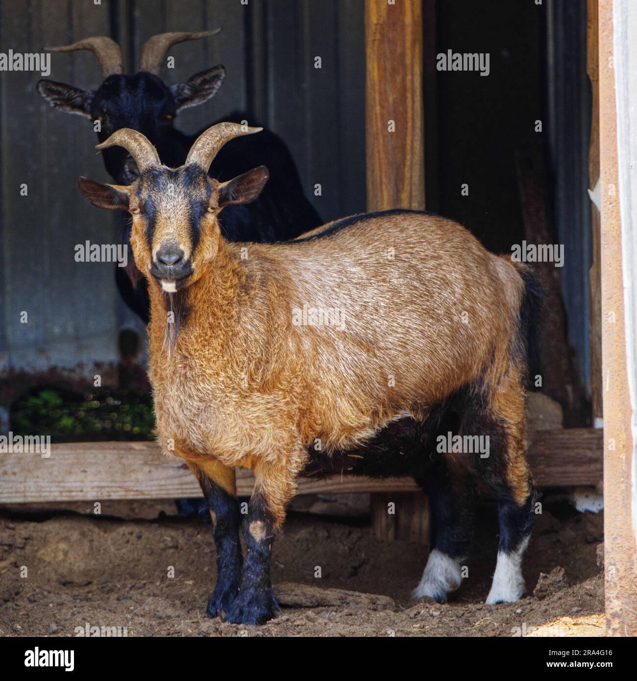 Nigerian Dwarf Goats Full Grown