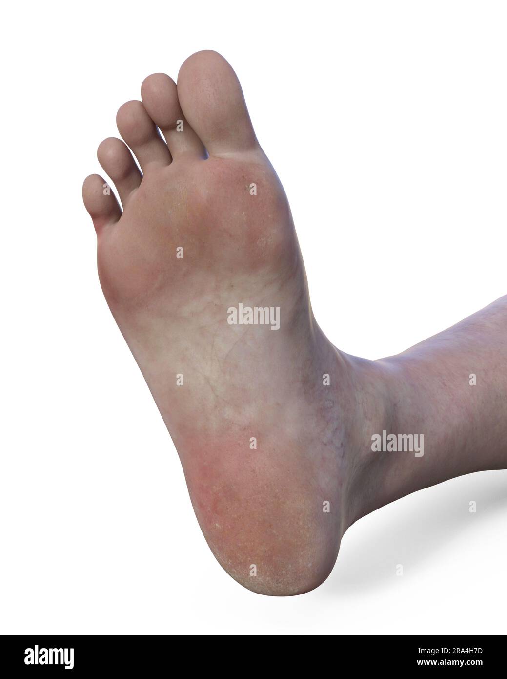 Healthy foot, illustration Stock Photo - Alamy