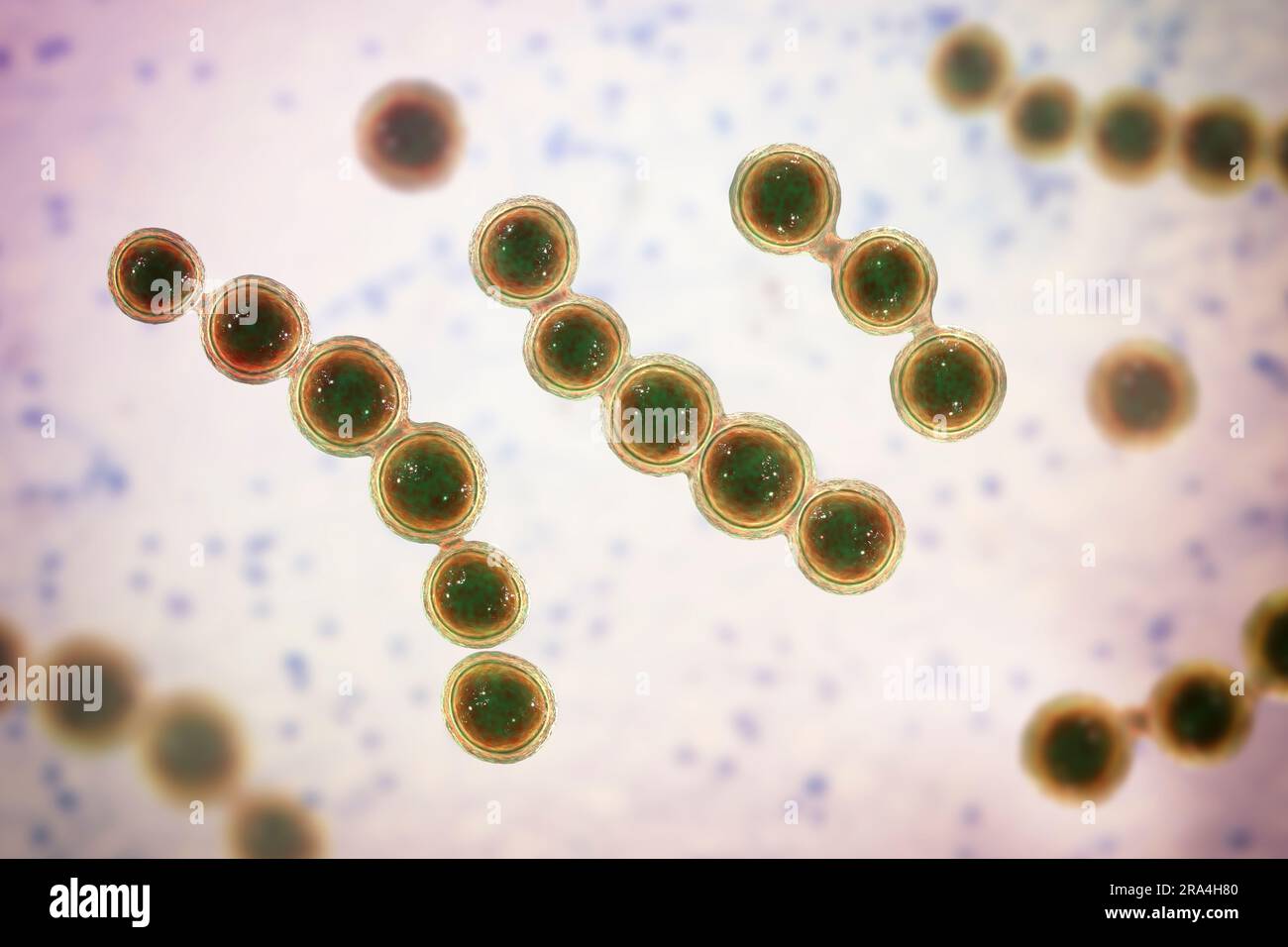 Lacazia loboi fungi, illustration Stock Photo - Alamy