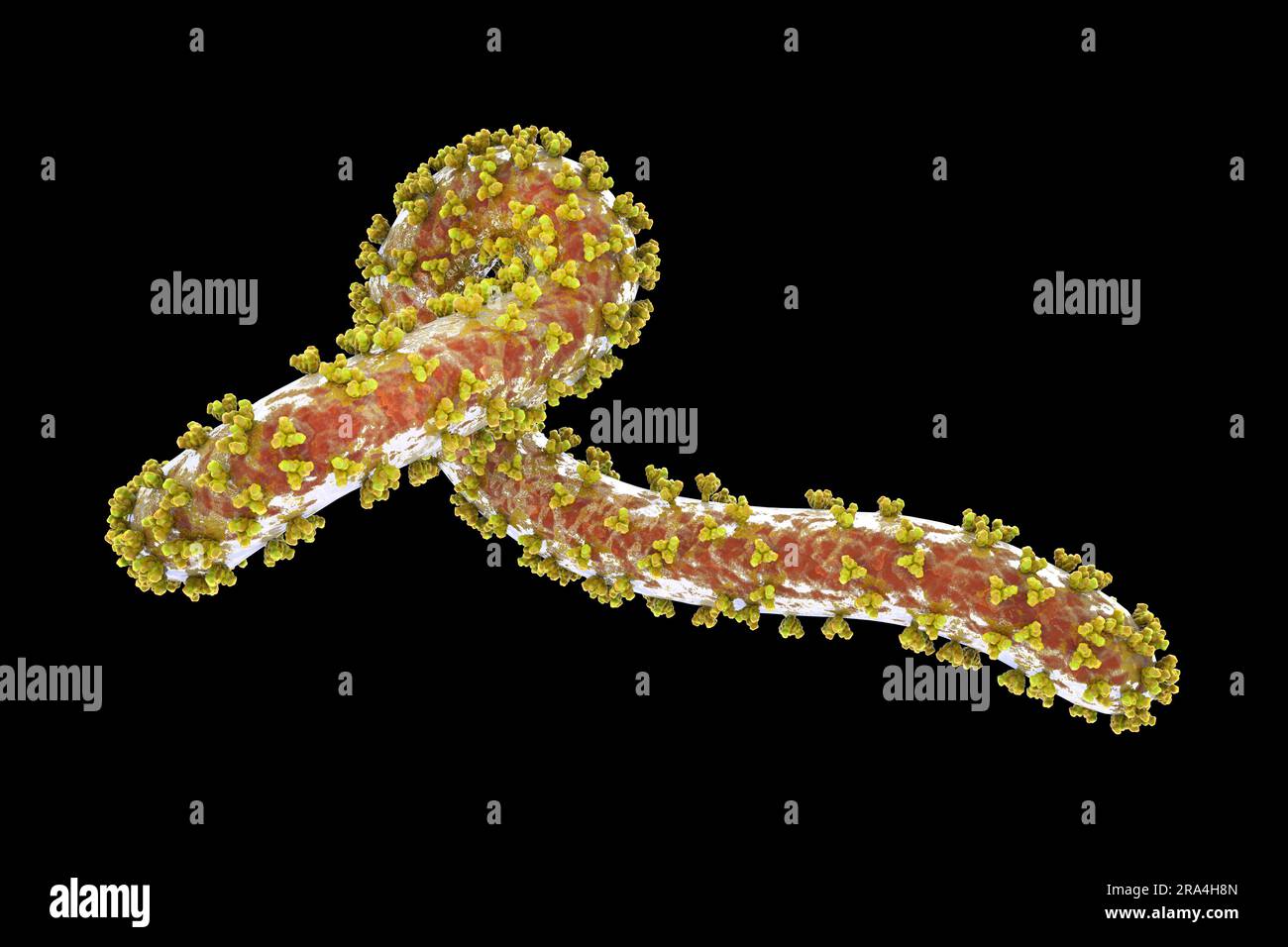 Marburg virus, illustration Stock Photo - Alamy
