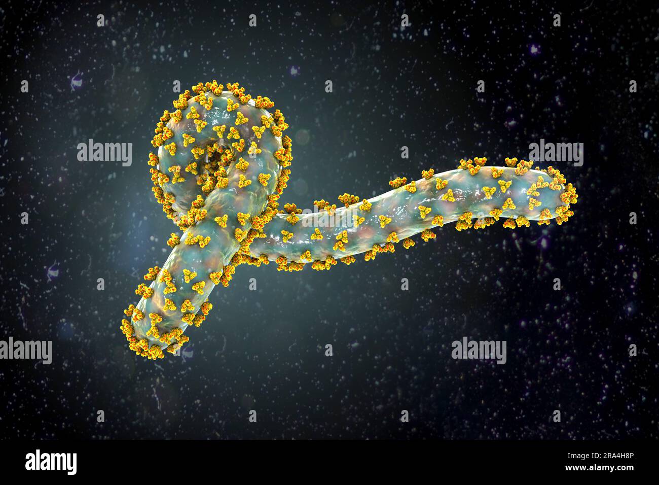 Marburg virus, illustration Stock Photo - Alamy