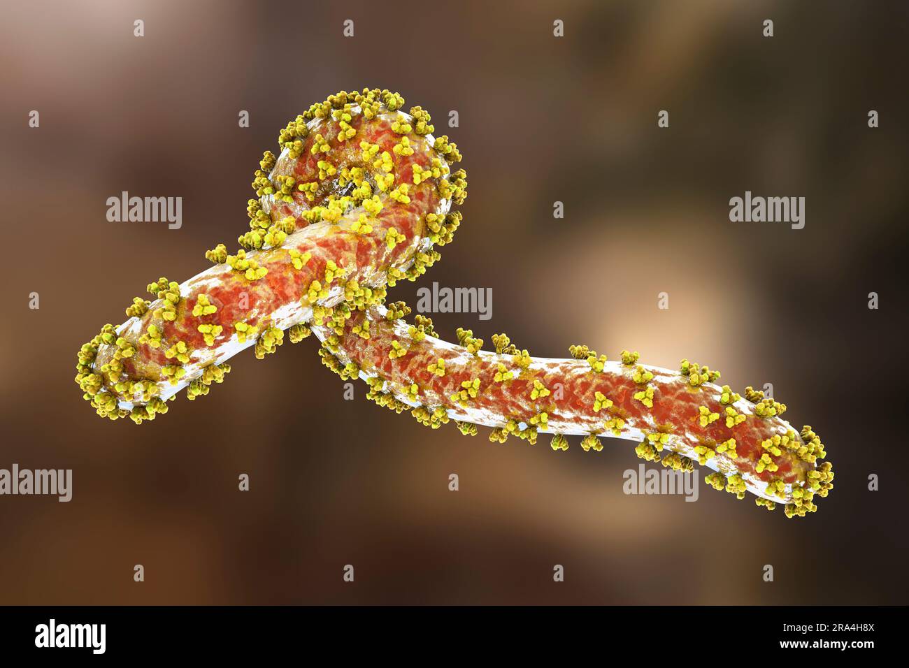 Marburg virus, illustration Stock Photo - Alamy