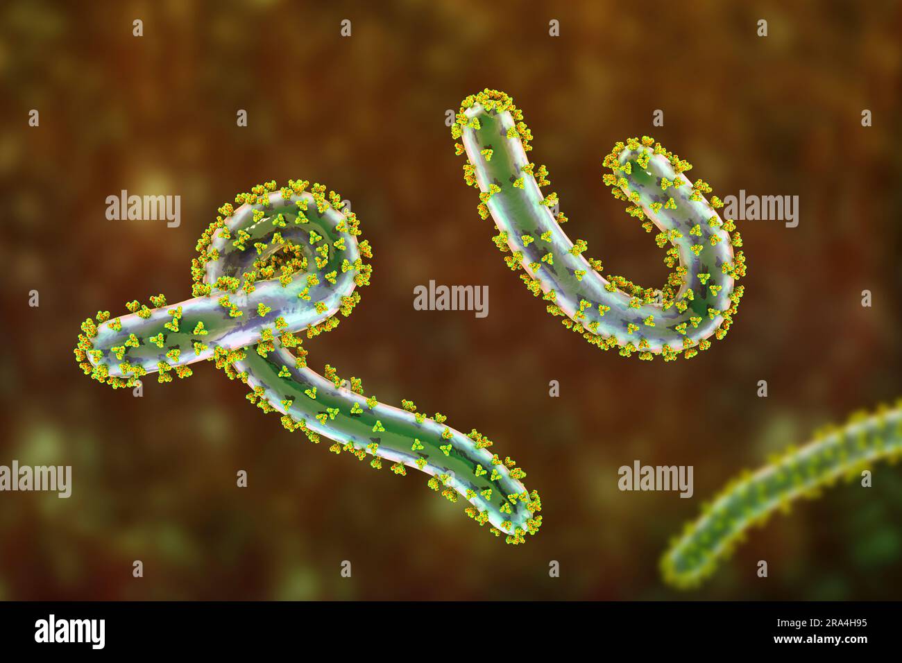 Marburg viruses, illustration Stock Photo - Alamy