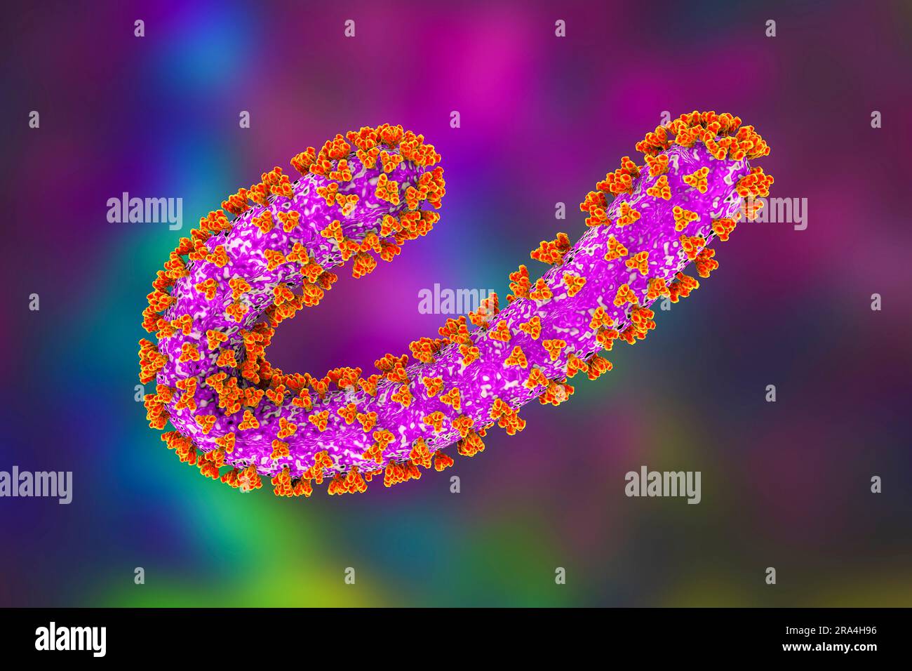 Marburg virus, illustration Stock Photo - Alamy