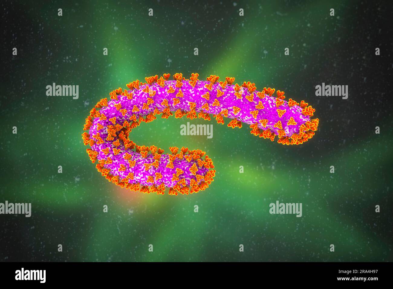 Marburg virus, illustration Stock Photo - Alamy