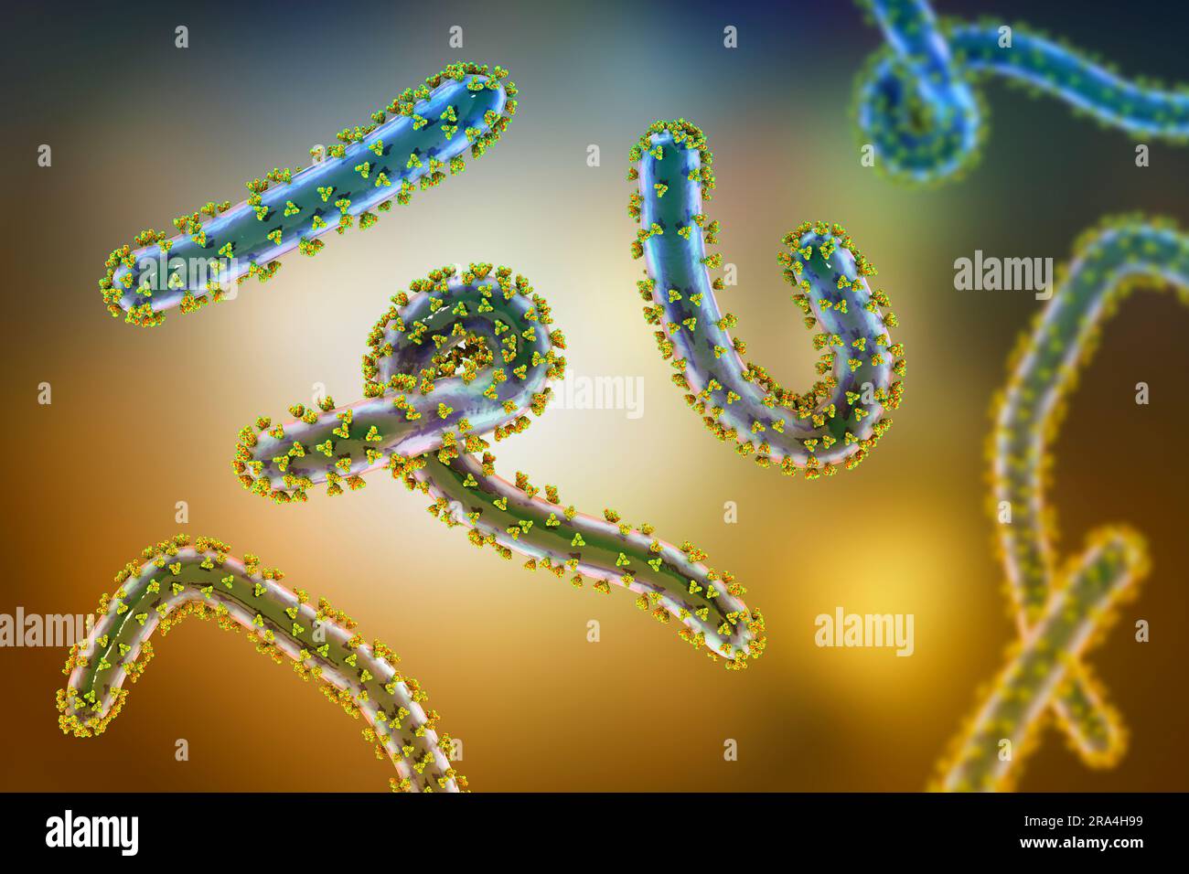 Marburg viruses, illustration Stock Photo - Alamy