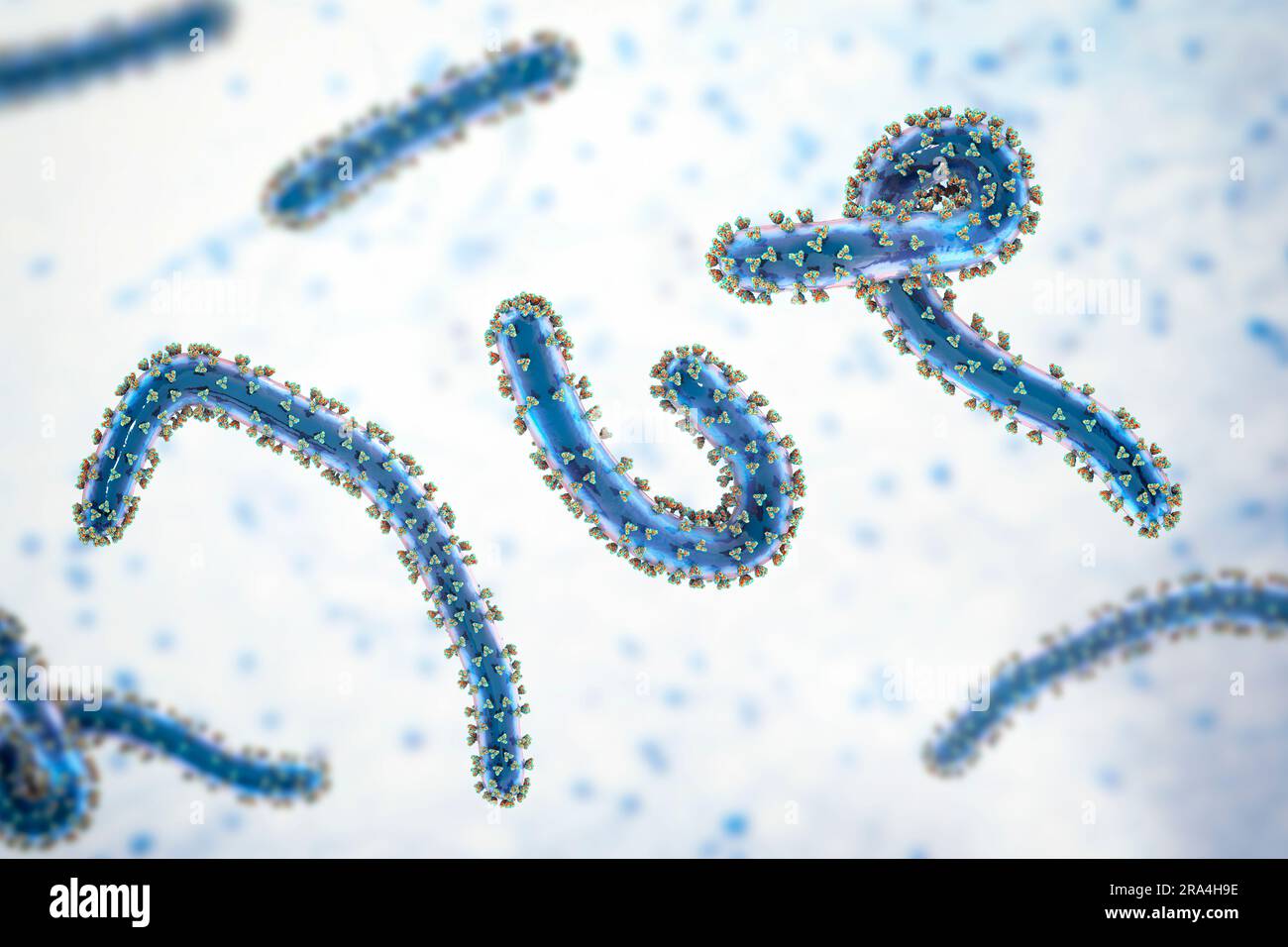 Marburg viruses, illustration Stock Photo - Alamy