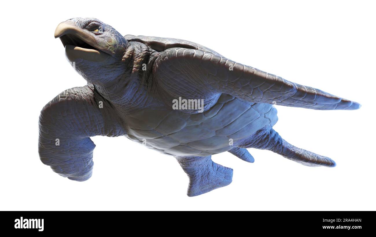 Archelon prehistoric turtle, illustration Stock Photo - Alamy