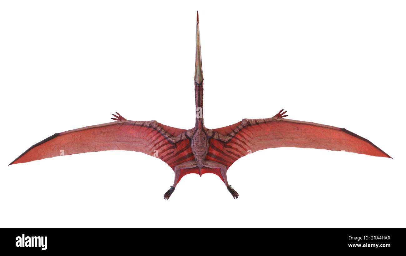 Pterodaustro pterosaur, illustration Stock Photo - Alamy
