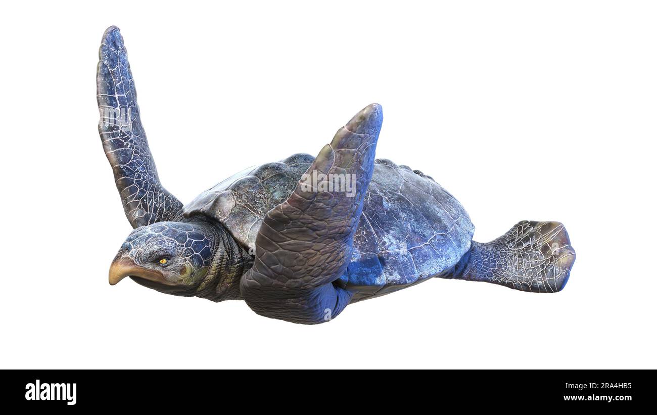Archelon prehistoric turtle, illustration Stock Photo - Alamy