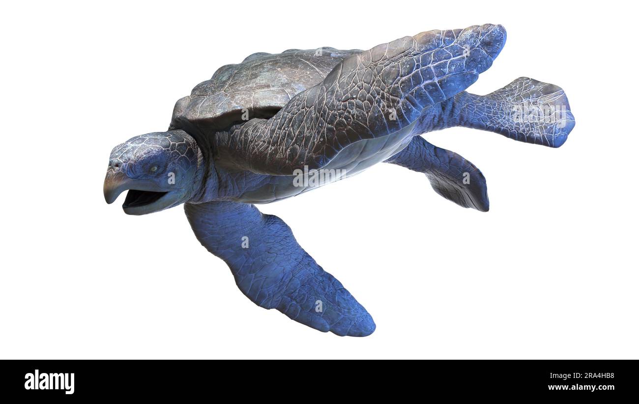 Archelon prehistoric turtle, illustration Stock Photo - Alamy