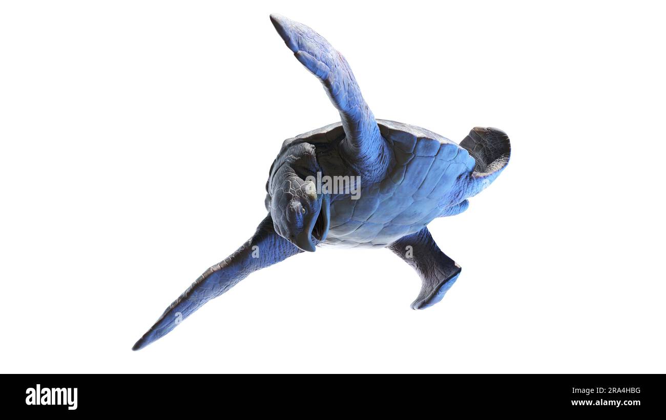 Archelon prehistoric turtle, illustration Stock Photo - Alamy