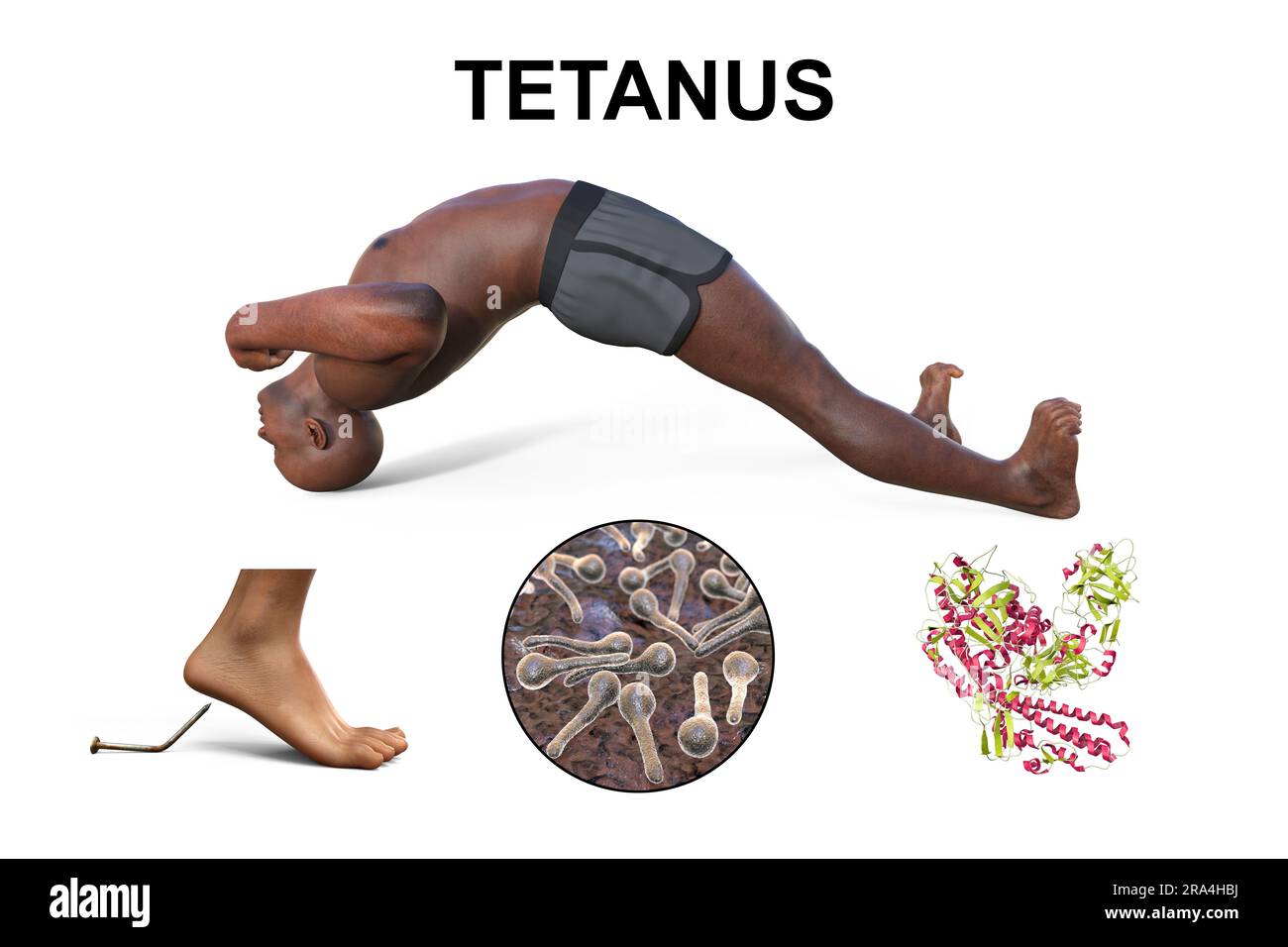 Clostridium tetani Cut Out Stock Images & Pictures - Alamy