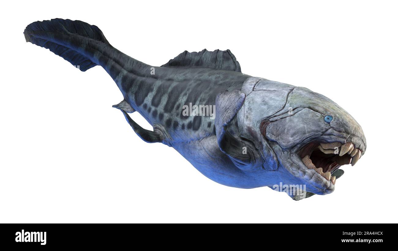 Dunkleosteus prehistoric fish, illustration Stock Photo - Alamy
