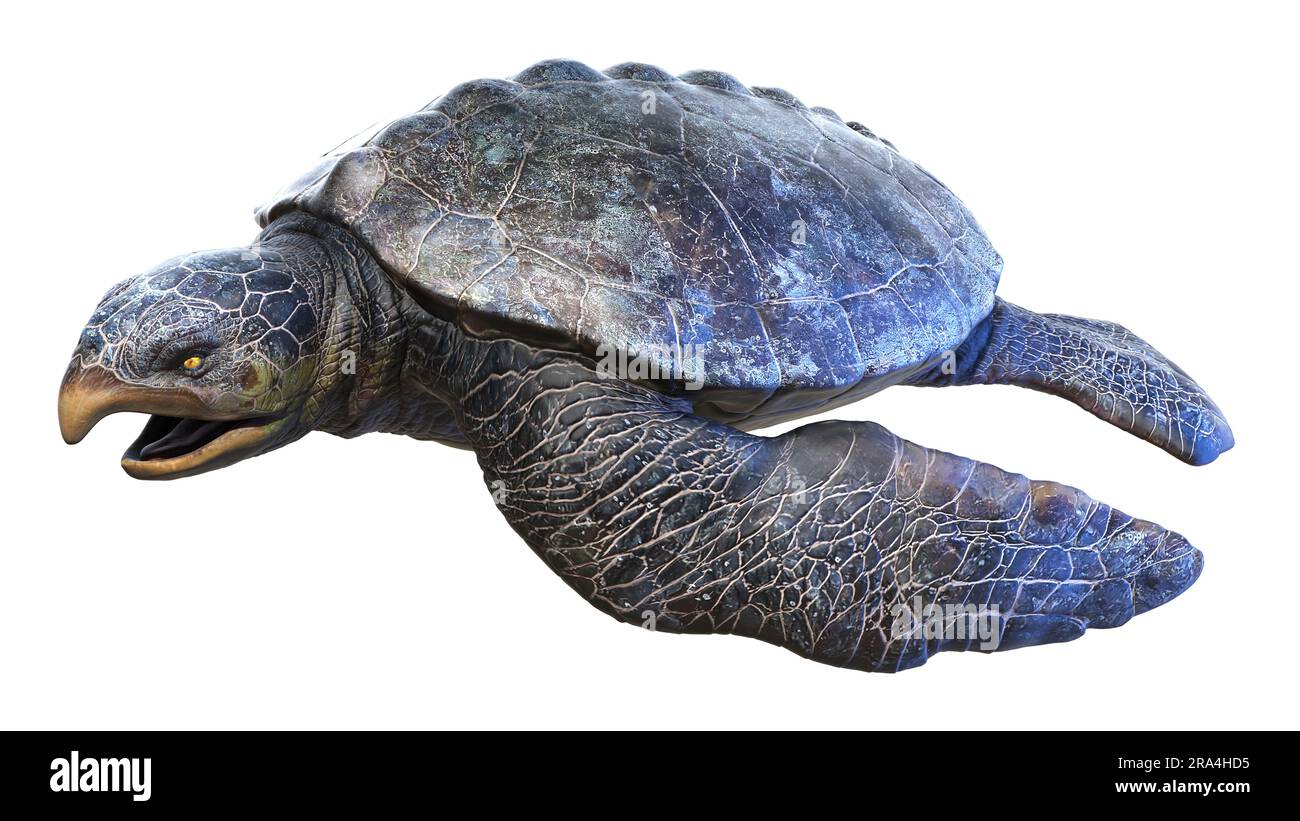 Archelon prehistoric turtle, illustration Stock Photo - Alamy