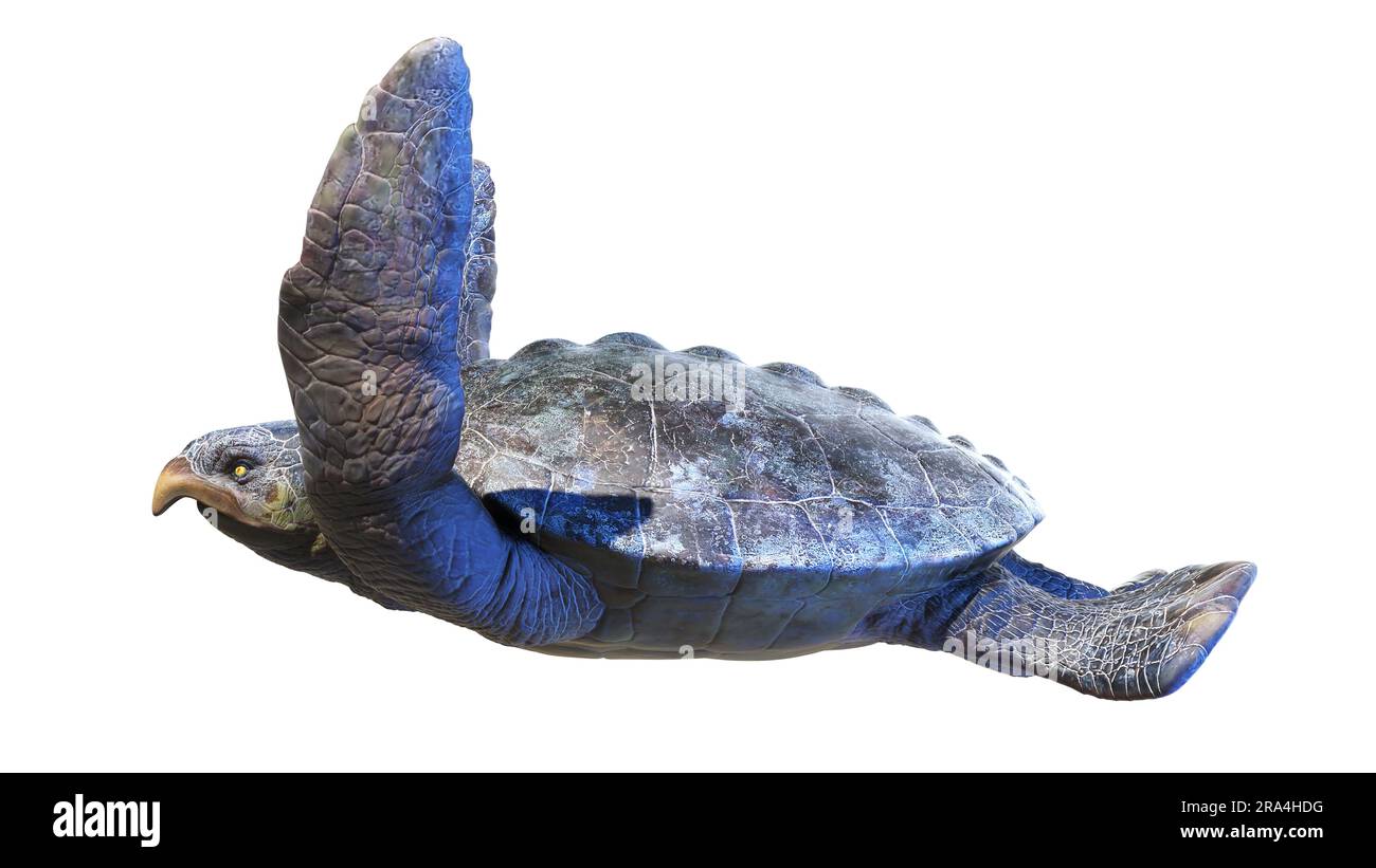 Archelon prehistoric turtle, illustration Stock Photo - Alamy