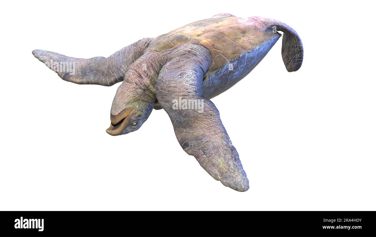 Archelon prehistoric turtle, illustration Stock Photo - Alamy