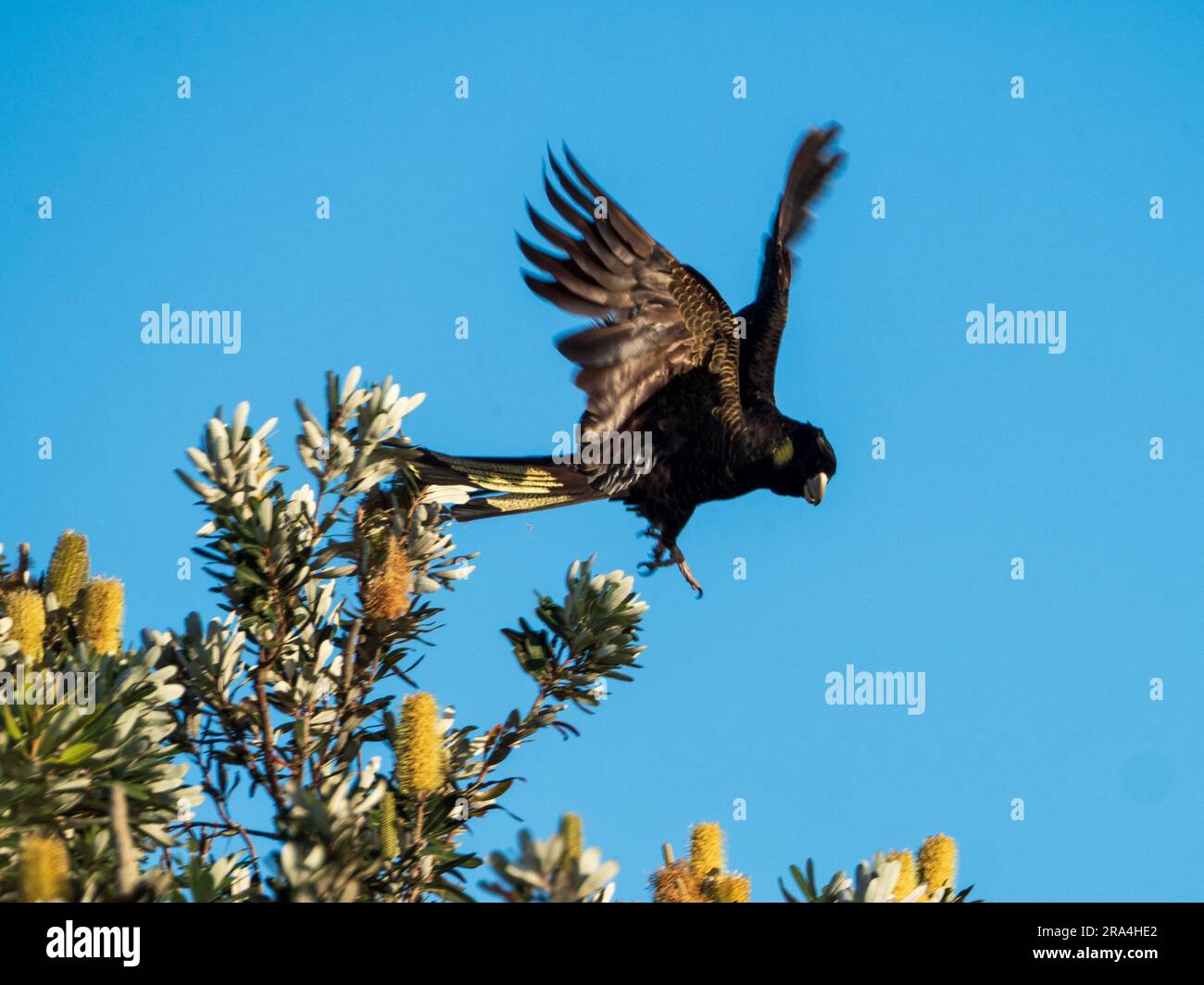 Bird, Shiny Yellow-tailed Black Cockatoo in flight, taking off from ...