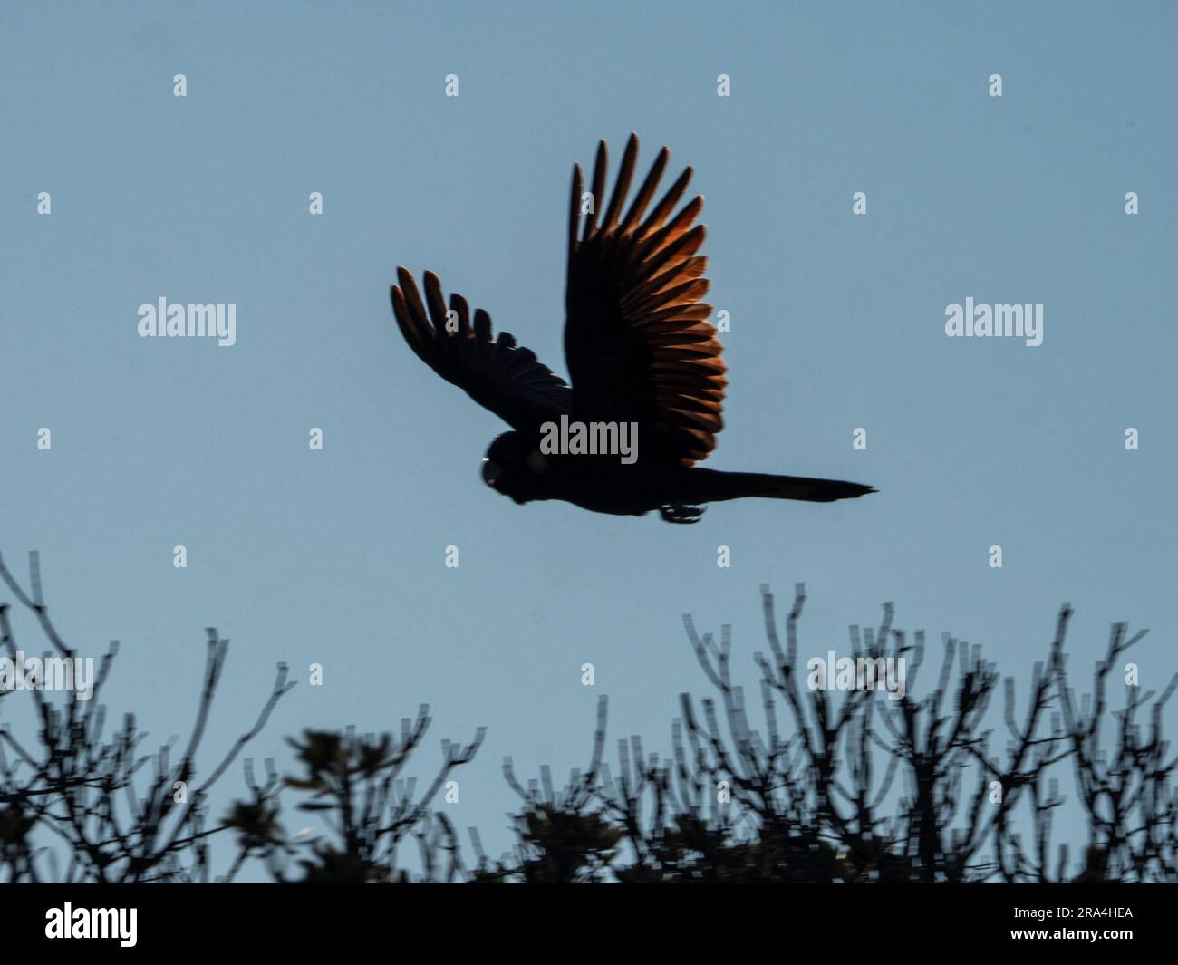 Bird, Silhouetted by the sun Yellow-tailed Black Cockatoo in flight ...