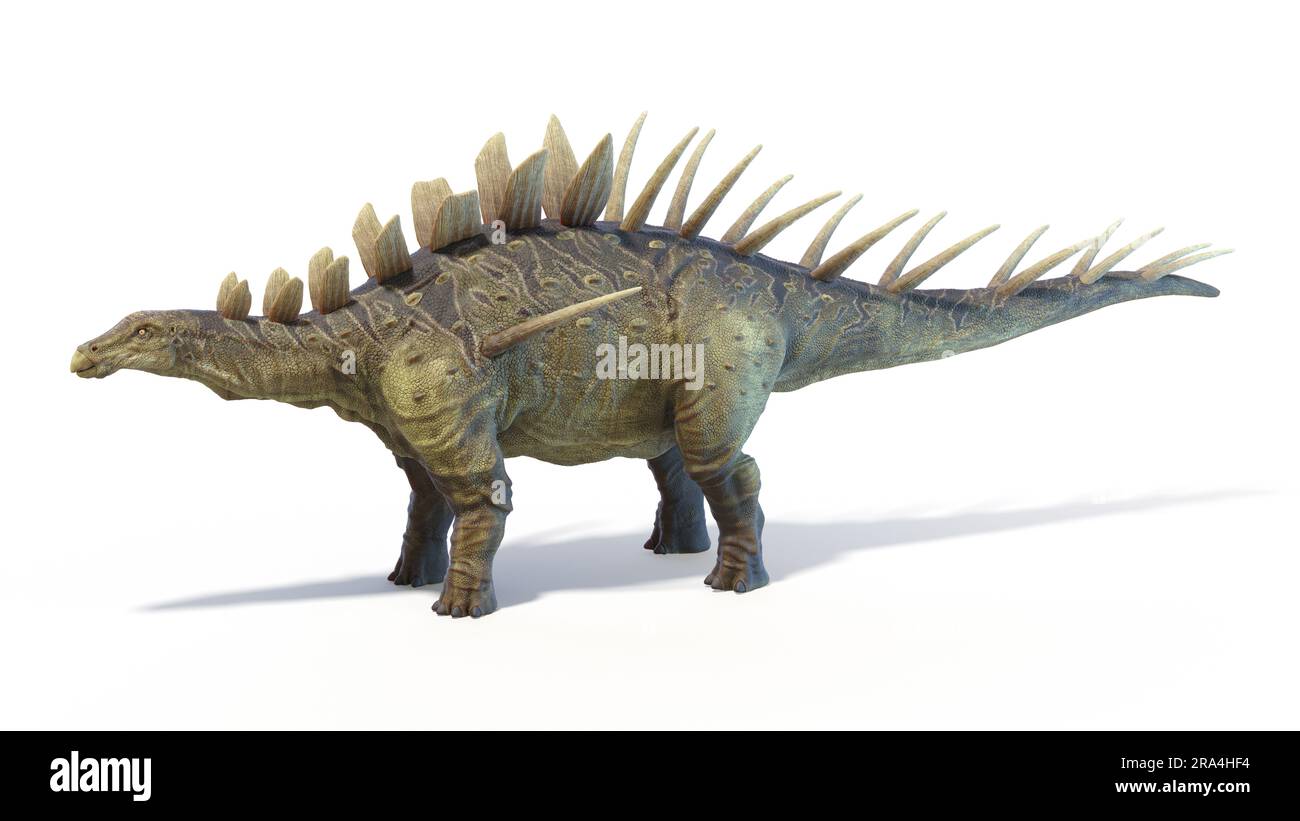 Kentrosaurus dinosaur, illustration Stock Photo - Alamy