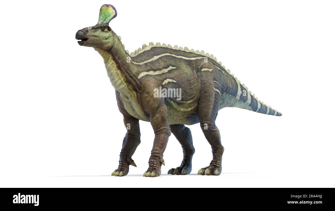 Tsintaosaurus dinosaur, illustration Stock Photo - Alamy