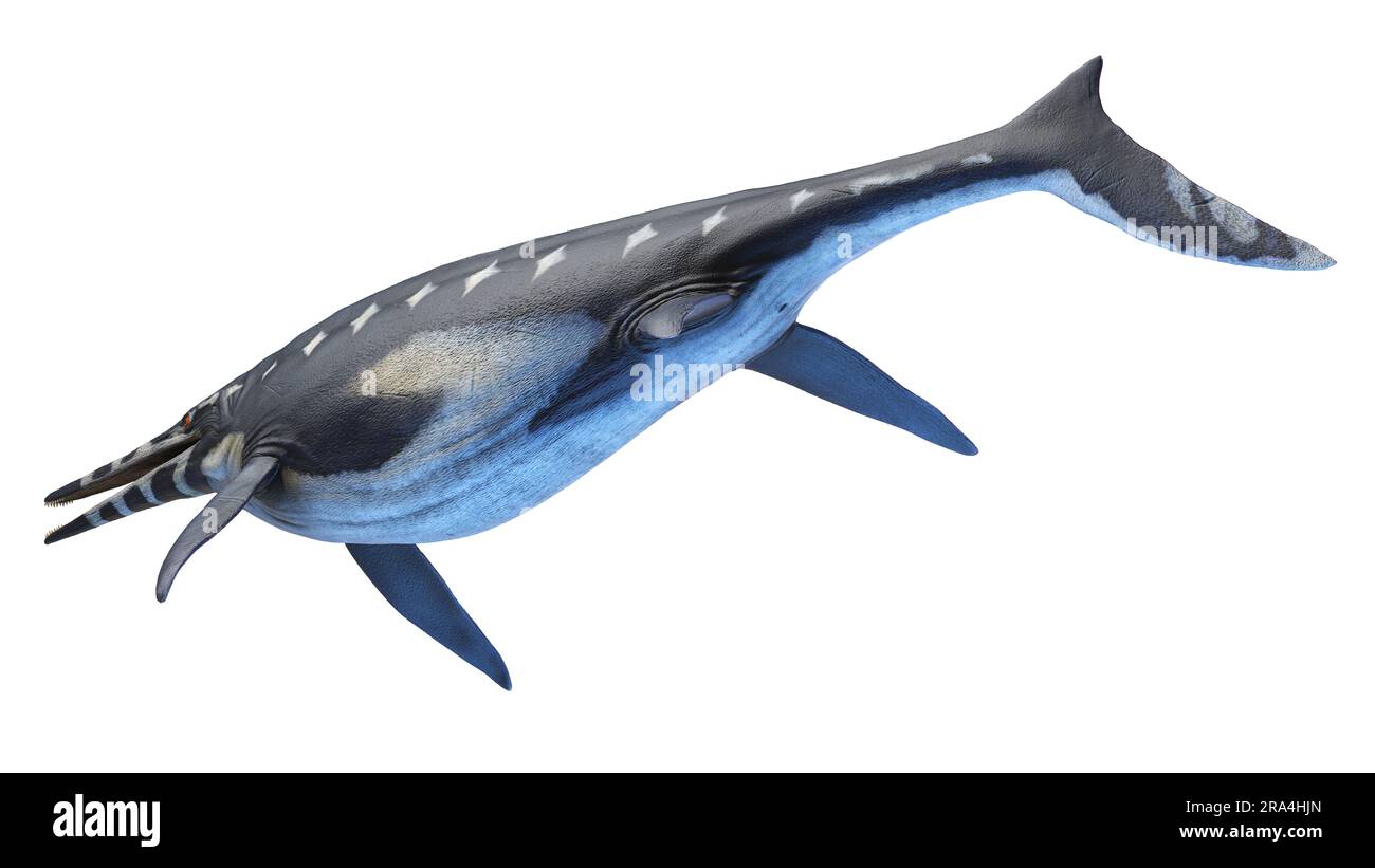 Shonisaurus ichthyosaur, illustration Stock Photo - Alamy