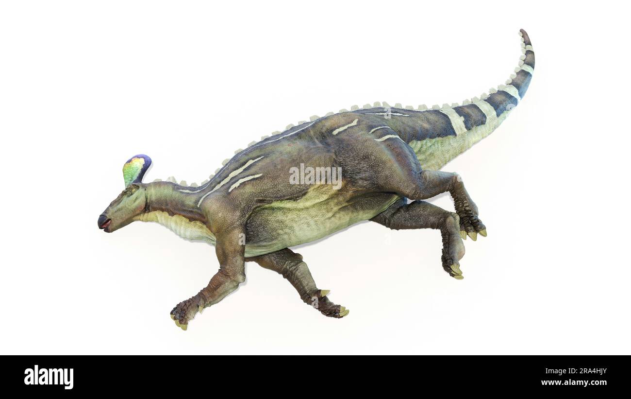 Tsintaosaurus dinosaur, illustration Stock Photo - Alamy