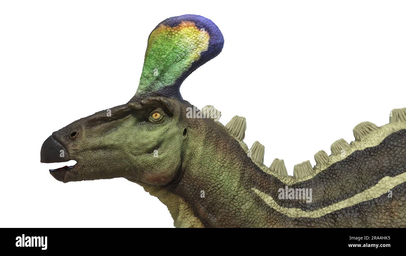 Tsintaosaurus dinosaur, illustration Stock Photo - Alamy