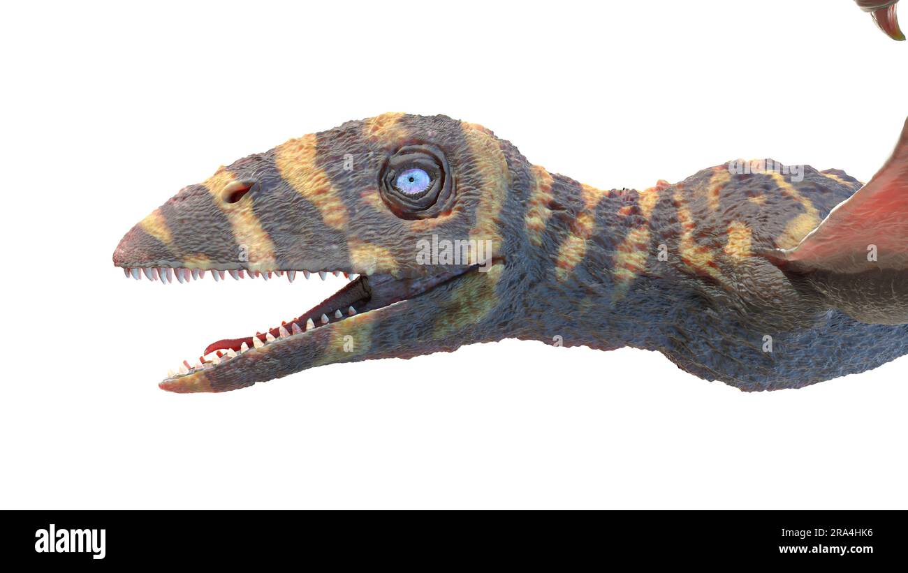 No pterosaur hi-res stock photography and images - Alamy