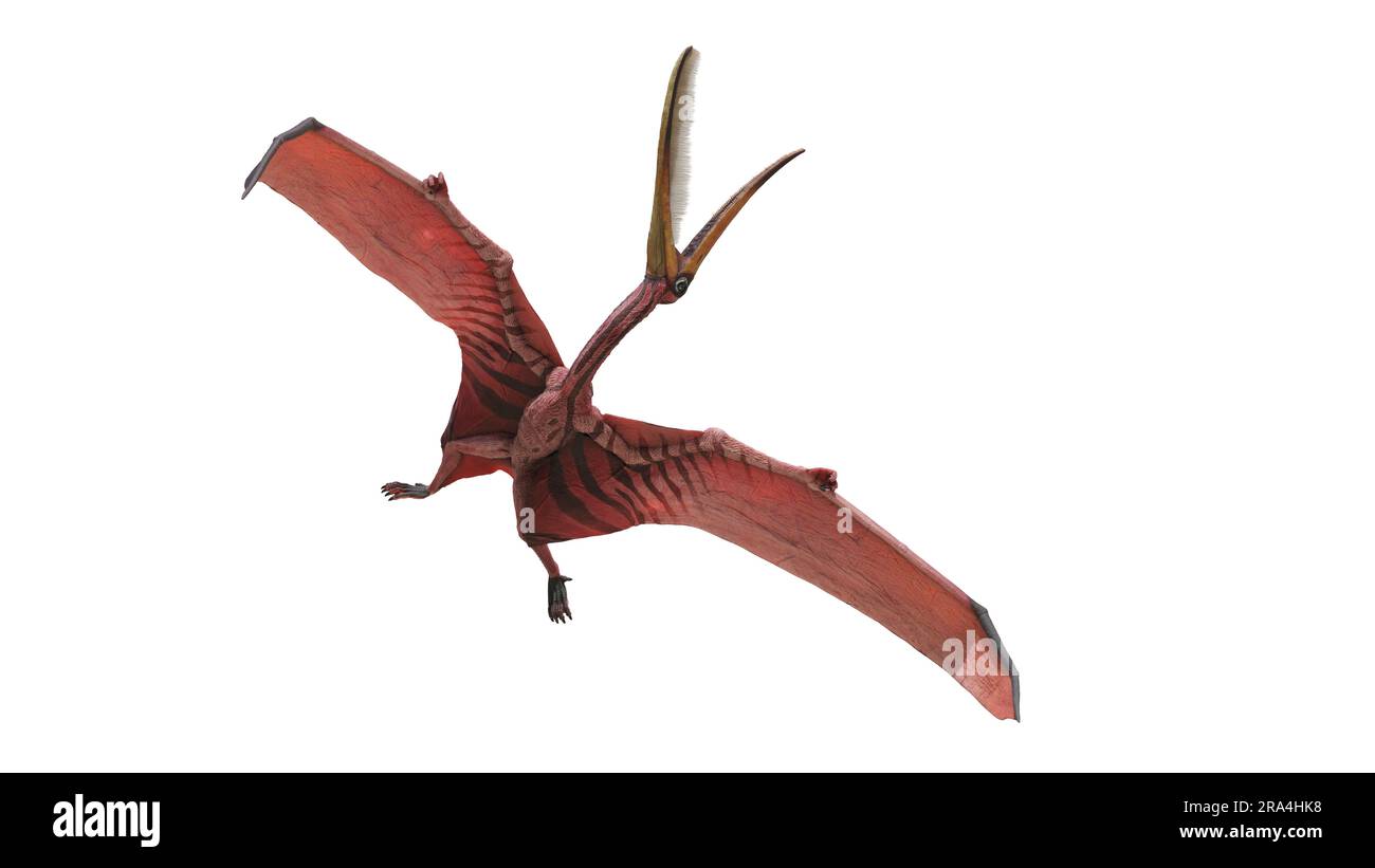 Pterodaustro pterosaur, illustration Stock Photo - Alamy
