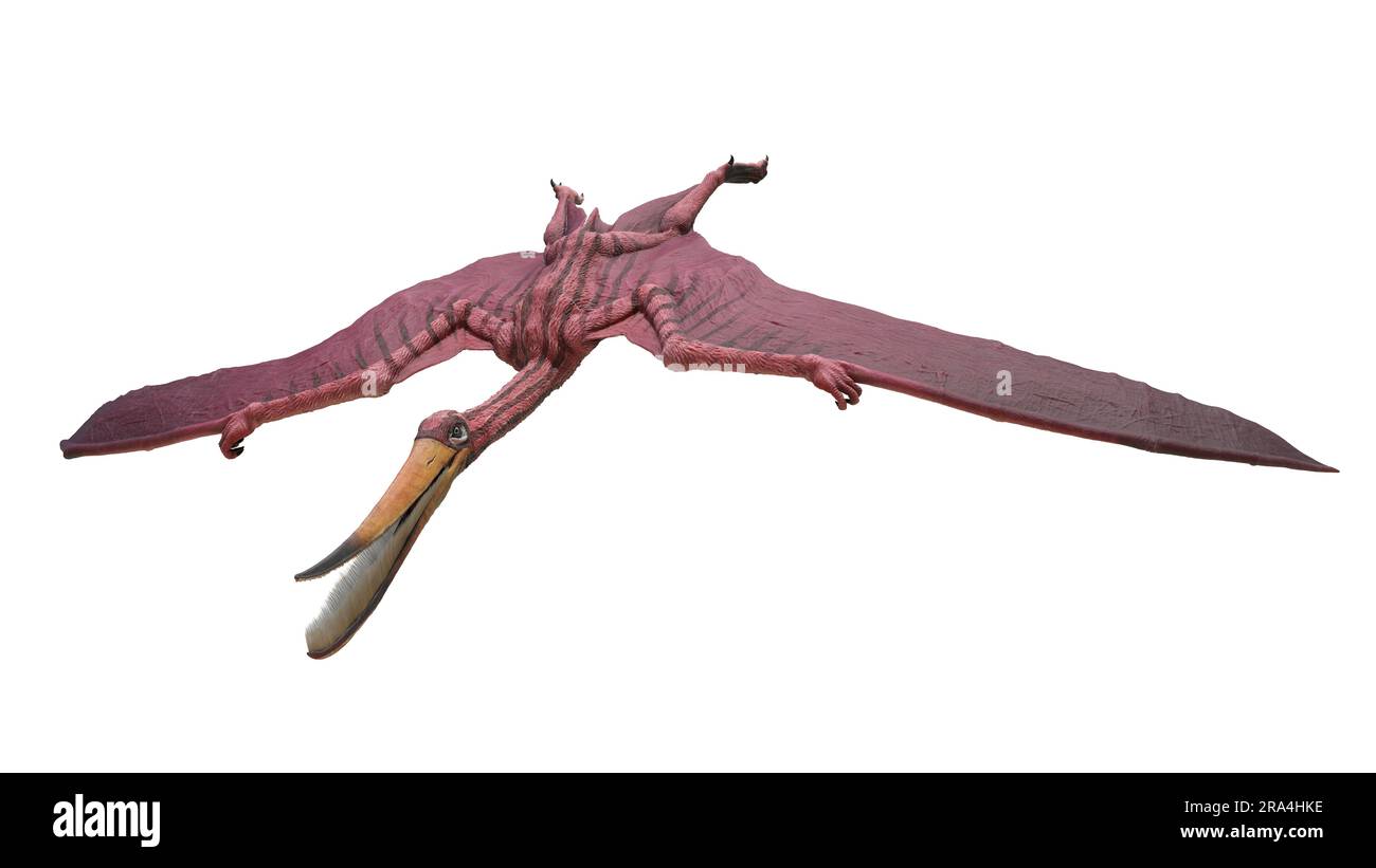 Pterodaustro pterosaur, illustration Stock Photo - Alamy