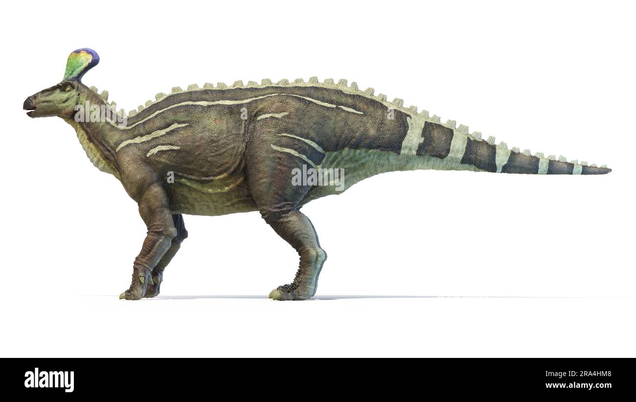 Tsintaosaurus dinosaur, illustration Stock Photo - Alamy