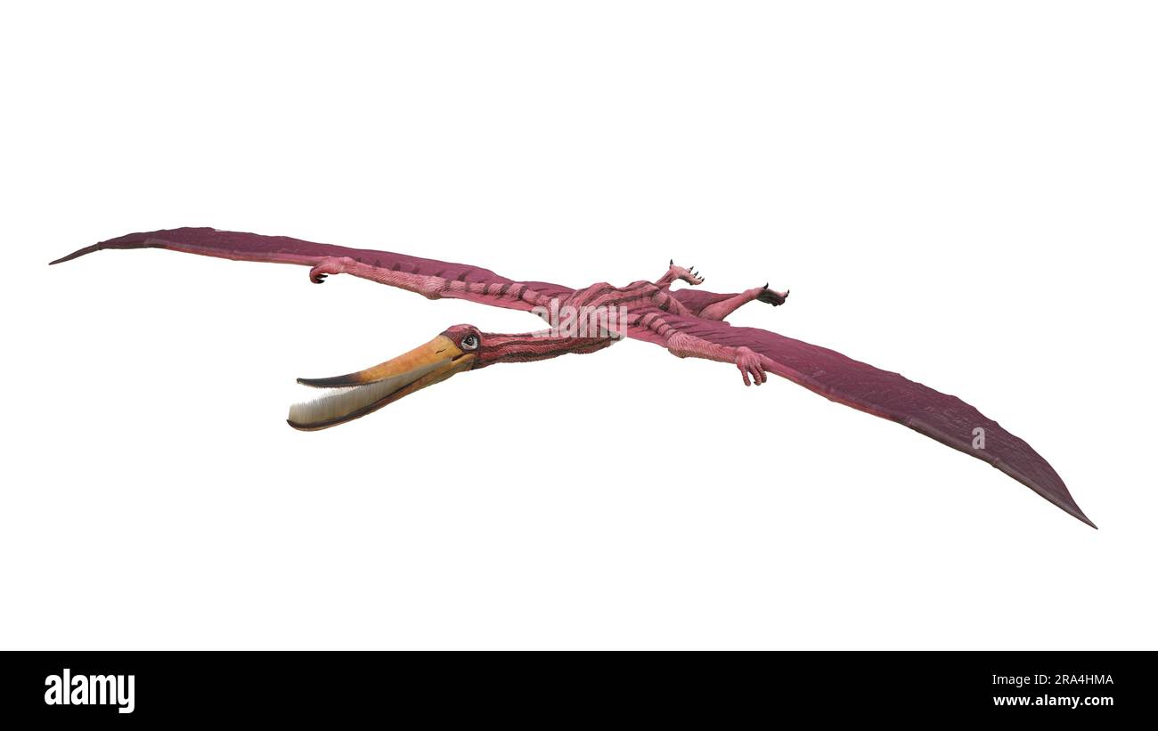 Pterodaustro pterosaur, illustration Stock Photo - Alamy