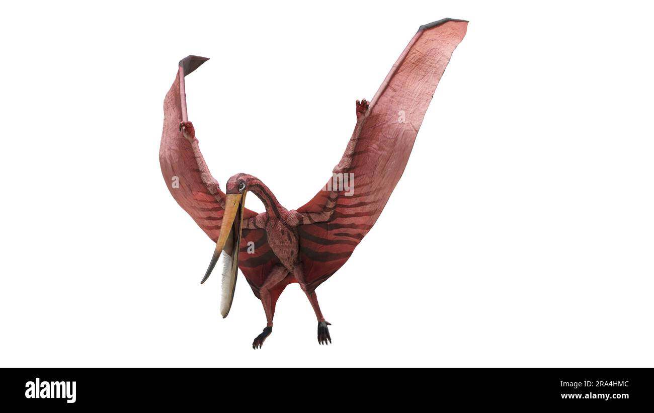 Pterodaustro pterosaur, illustration Stock Photo - Alamy