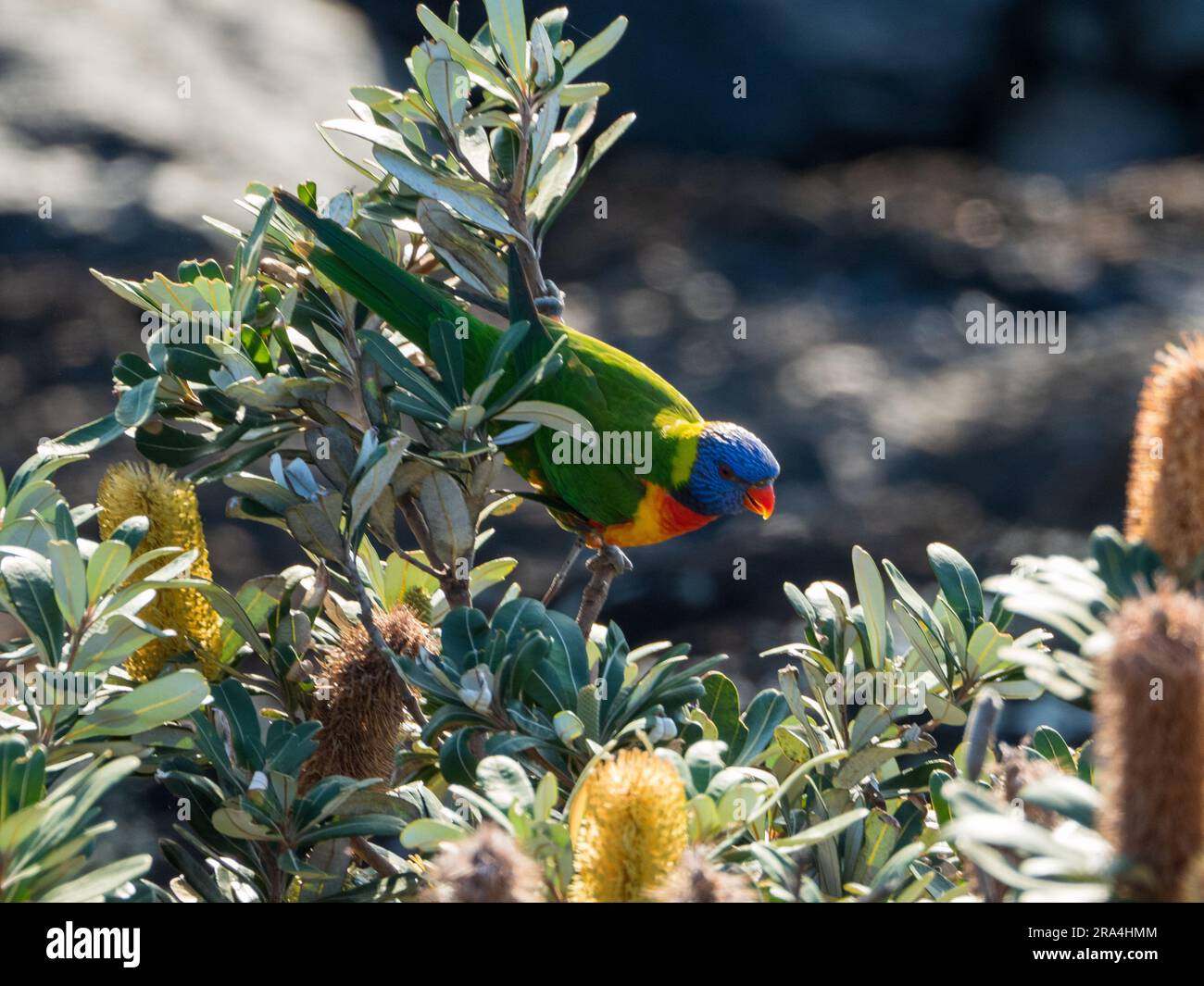 Vividly Colourful Rainbow Lorikeet perched on Coast Banksia amongst the ...