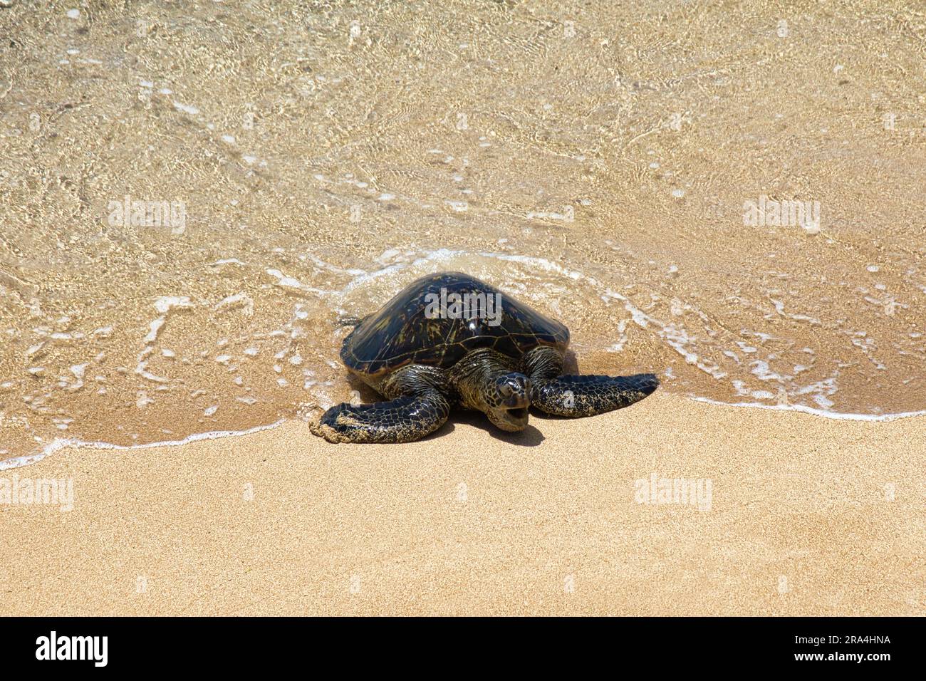 Very young green sea turtle climbing up the sandy beach from the ocean ...
