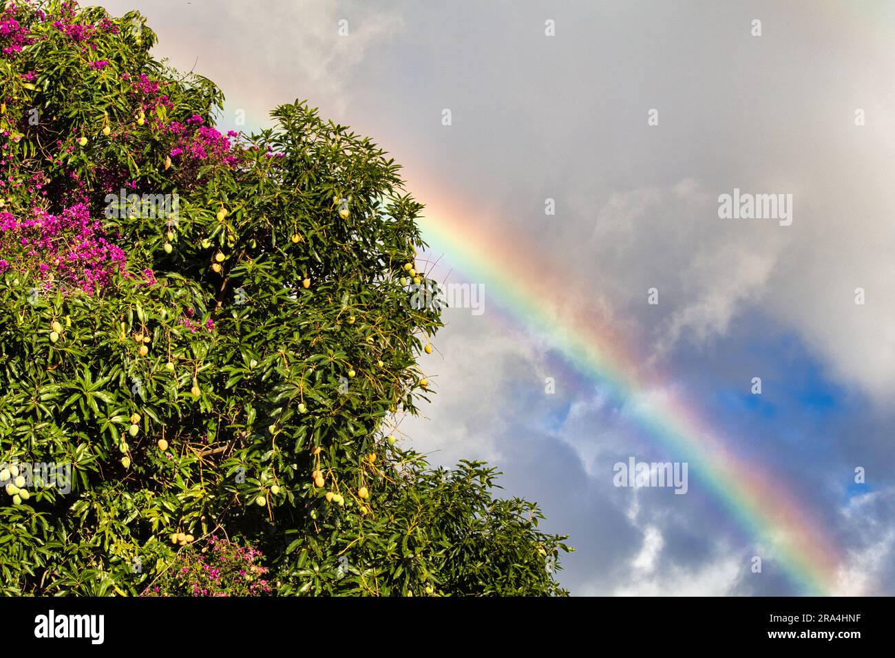 Gigantic mango tree laden with fruit with a rainbow Stock Photo - Alamy