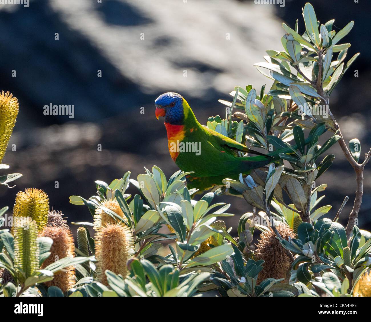 Vividly Colourful Rainbow Lorikeet perched on Coast Banksia amongst the ...